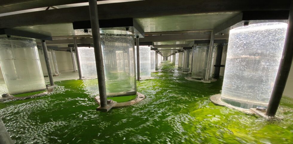 The power of micro algae in water treatment - Industrial Phycology