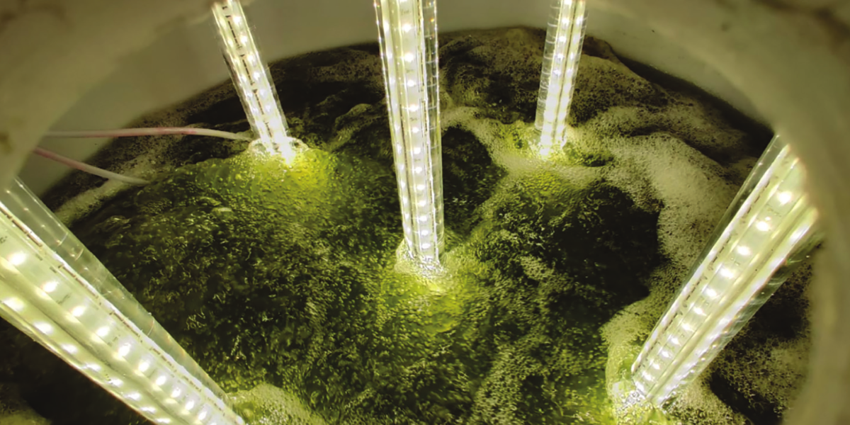 Green power: Harnessing algae to clean water and fight climate change ...